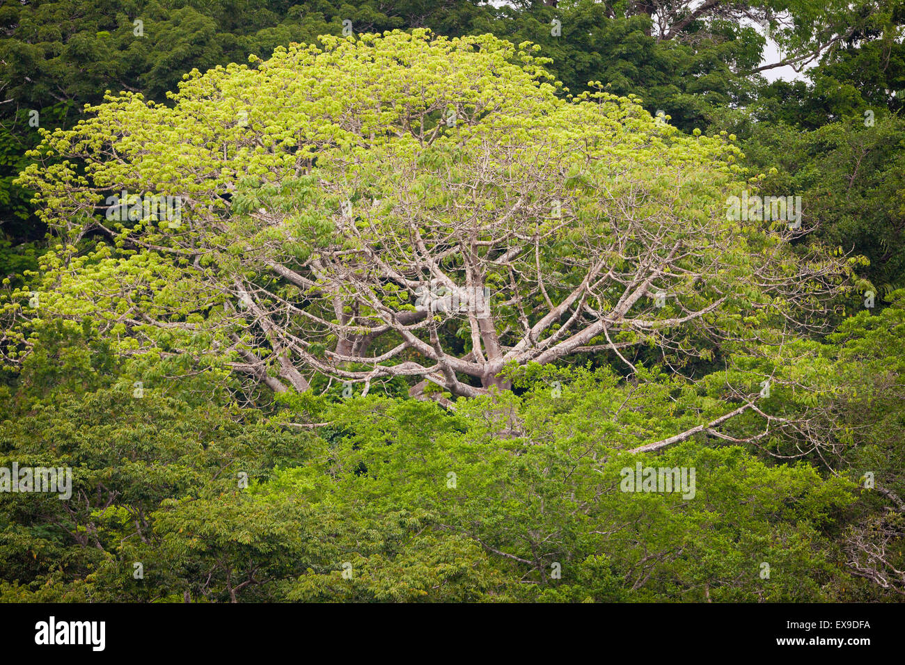 Big Cuipo tree, Cavanillesia platanifolia, with new light green leaves ...