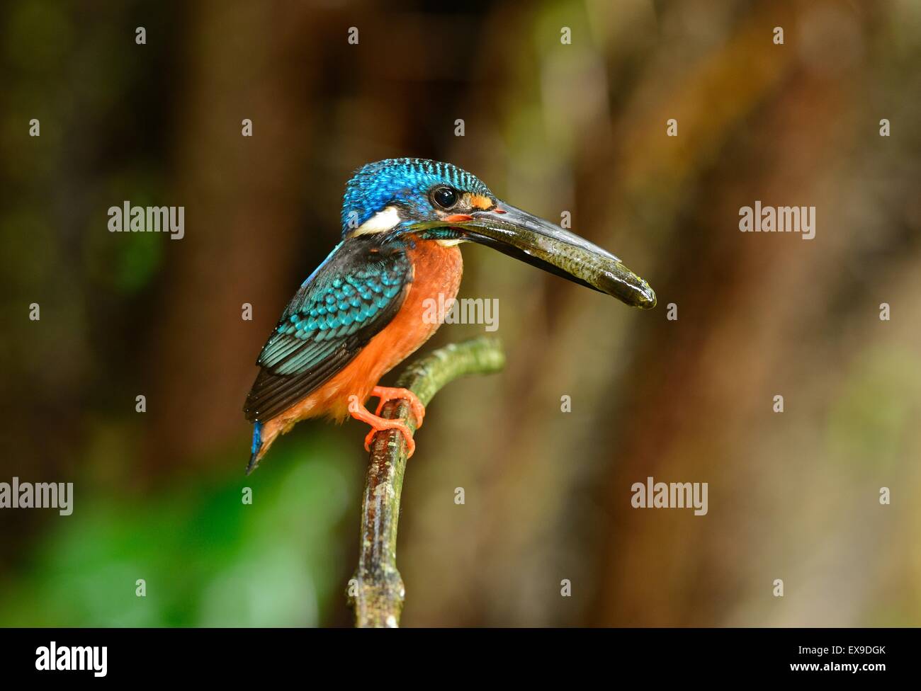 beautiful male blue-eared kingfisher (Alcedo meninting) sitting on ...