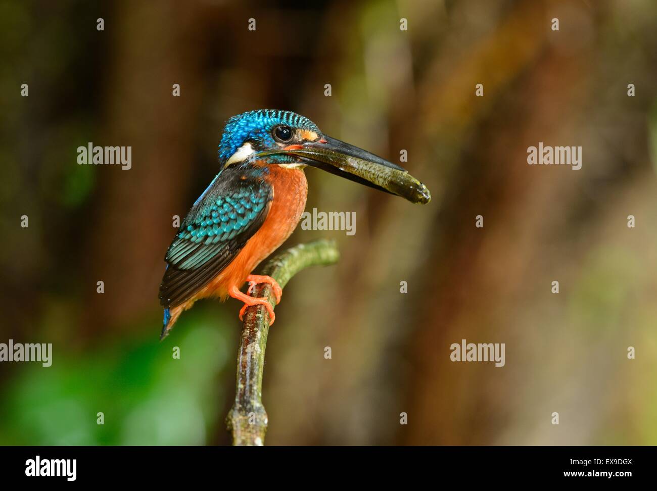 beautiful male blue-eared kingfisher (Alcedo meninting) sitting on ...