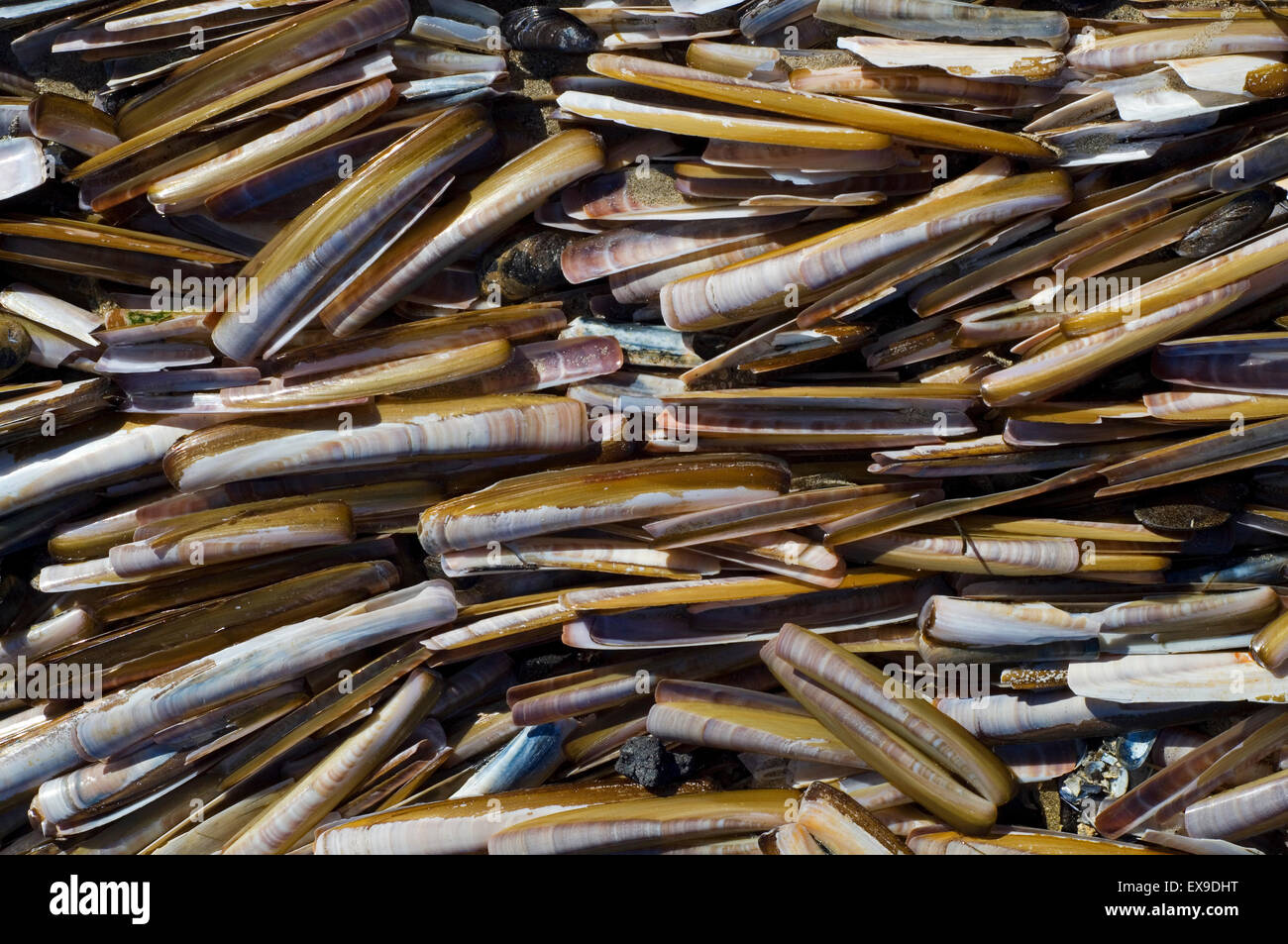 Close up of razor clam shells on the beach hi-res stock photography and ...