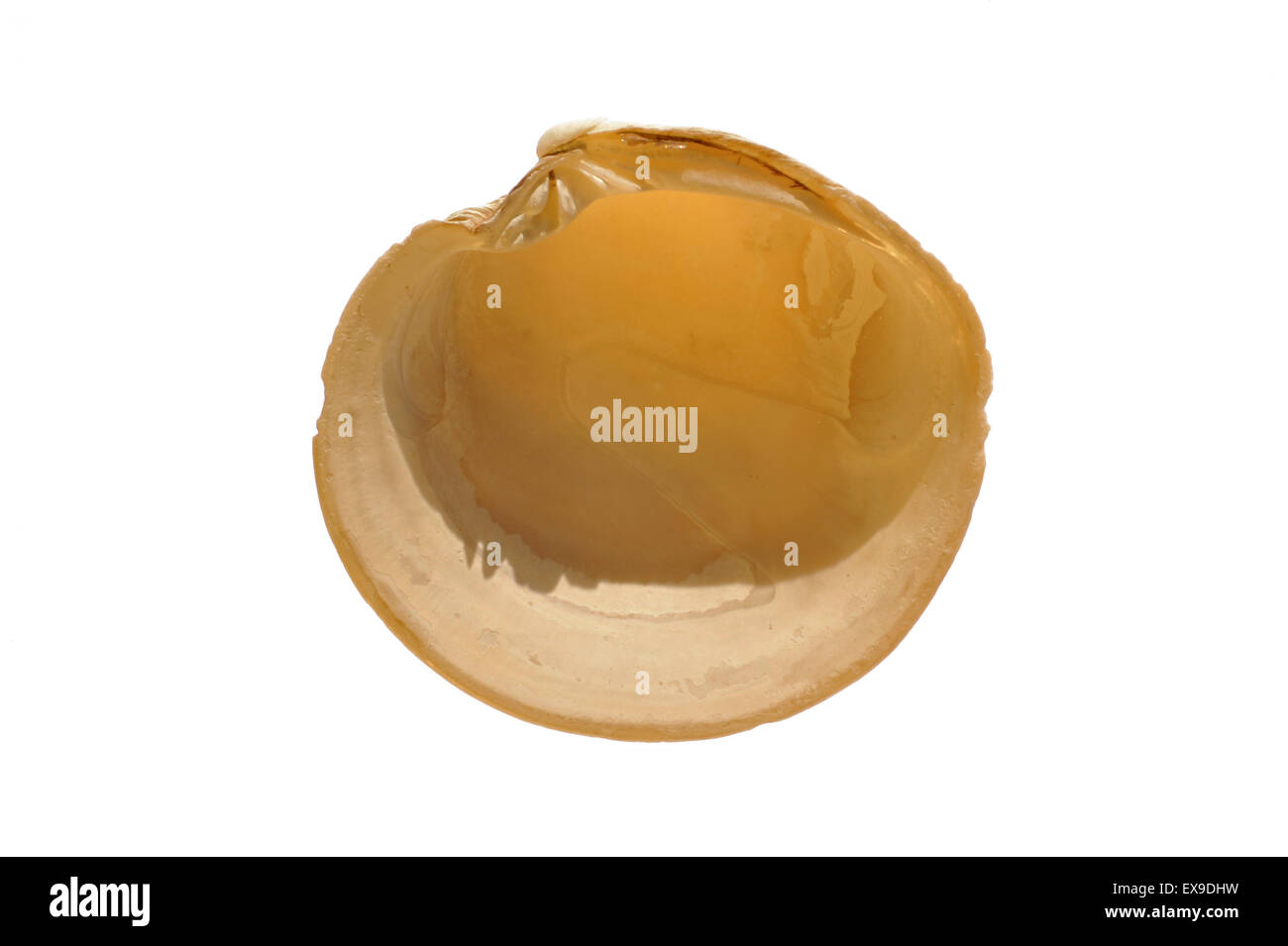 Rayed artemis (Dosinia exoleta) shell on white background Stock Photo ...