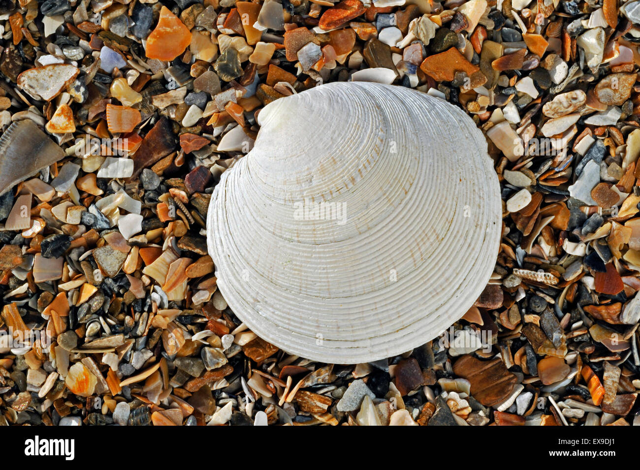 Dosinia High Resolution Stock Photography and Images - Alamy