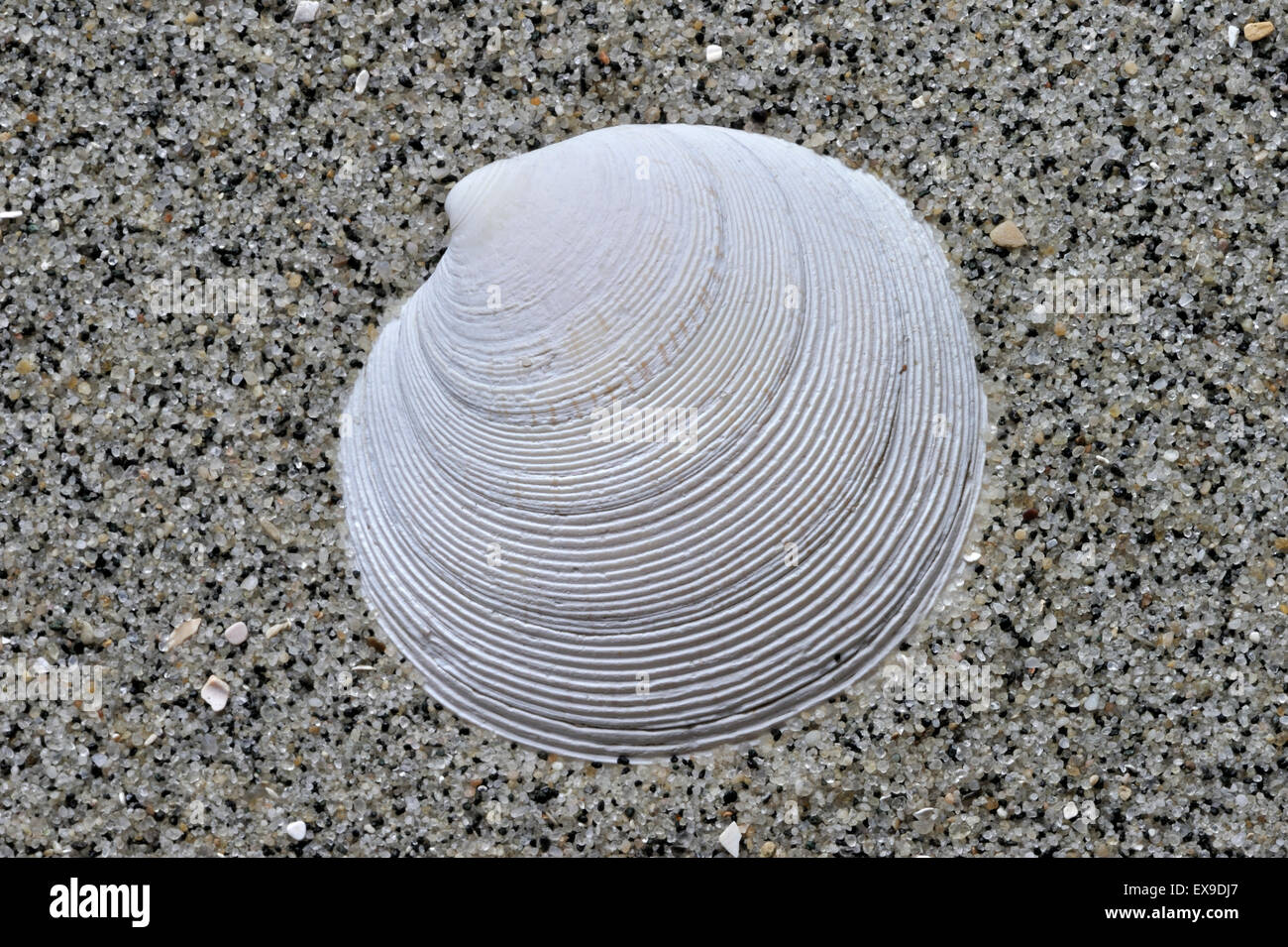 Rayed artemis (Dosinia exoleta) shell on beach Stock Photo - Alamy