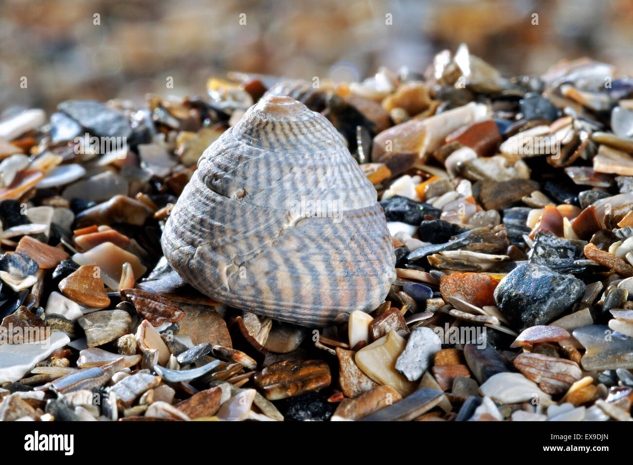 Trochidae High Resolution Stock Photography and Images - Alamy