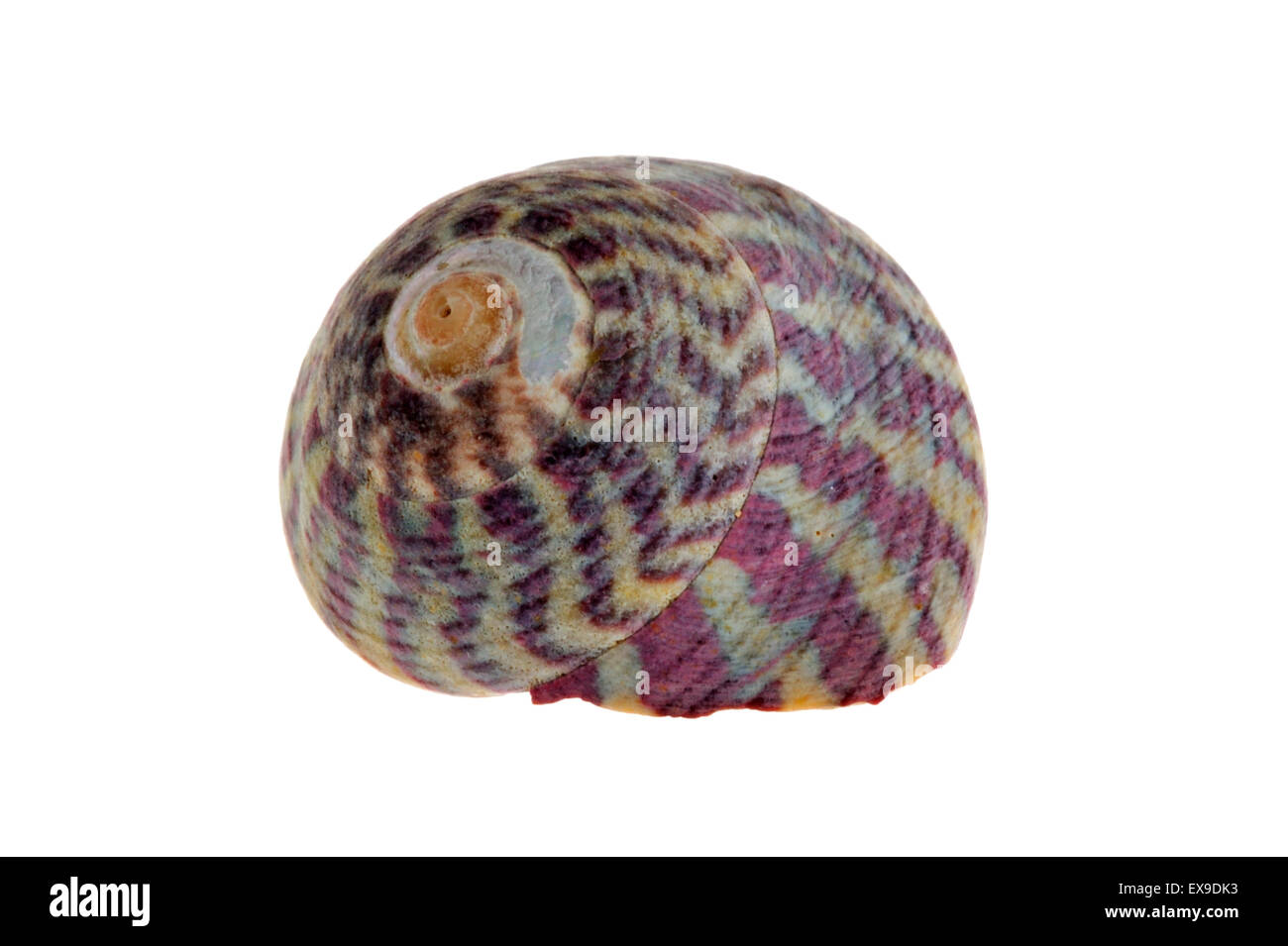 Grey top shell (Gibbula cineraria) sea snail on white background Stock ...