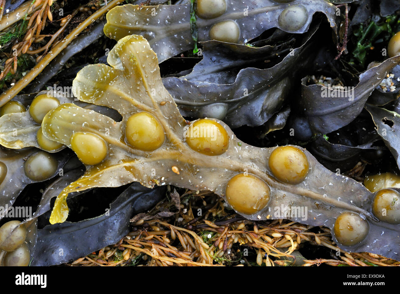Bladder wrack / bladderwrack (Fucus vesiculosus) washed on beach Stock ...