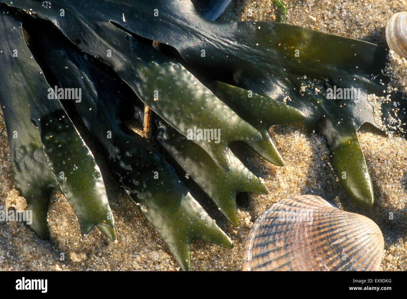 Spiral wrack / Flat wrack / Twisted wrack (Fucus spiralis) washed on ...
