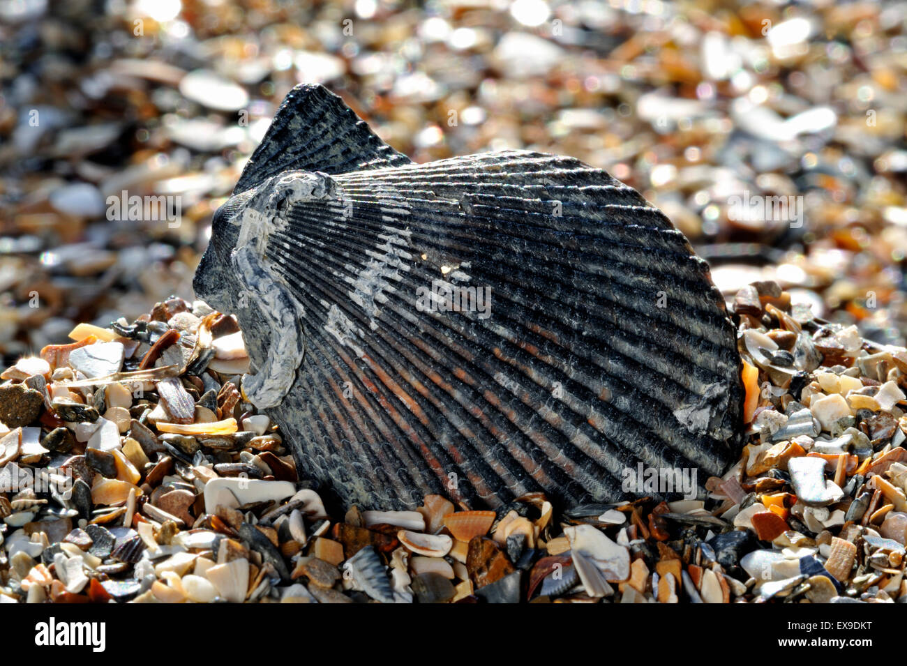 Chlamys varia hi-res stock photography and images - Alamy