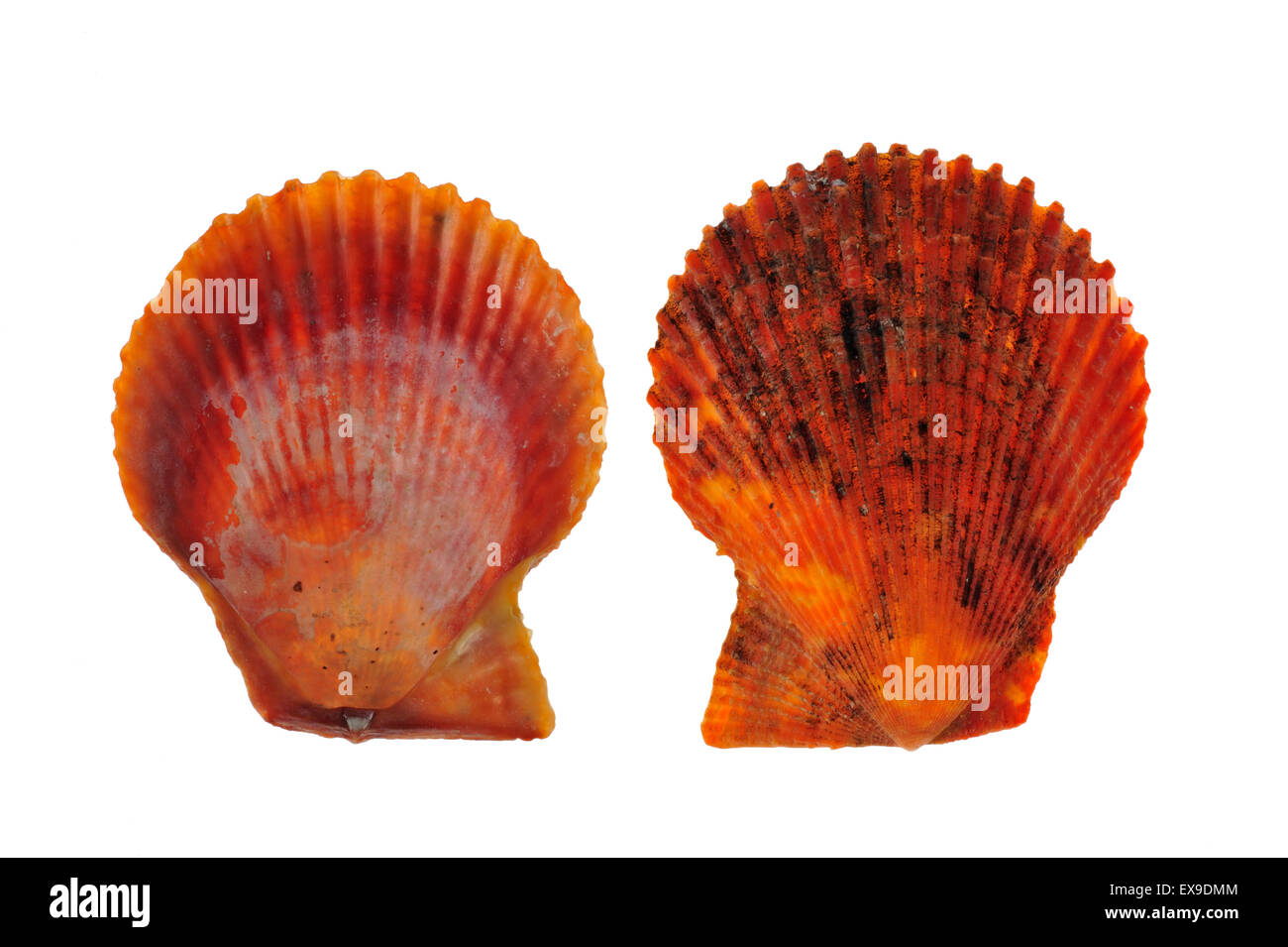 Scallop Shells Cut Out High Resolution Stock Photography and Images - Alamy