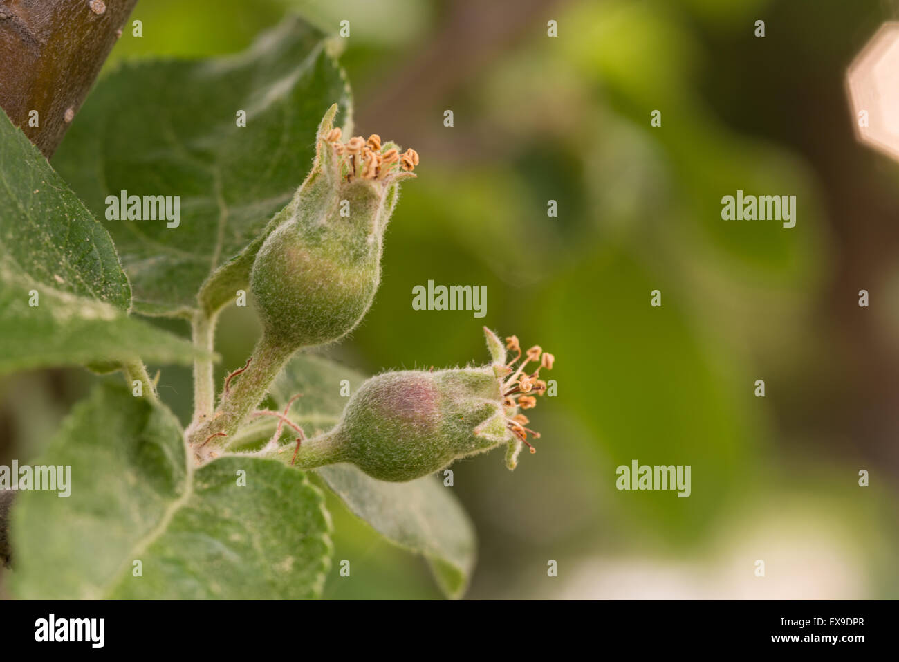 Baby apple tree hi-res stock photography and images - Alamy