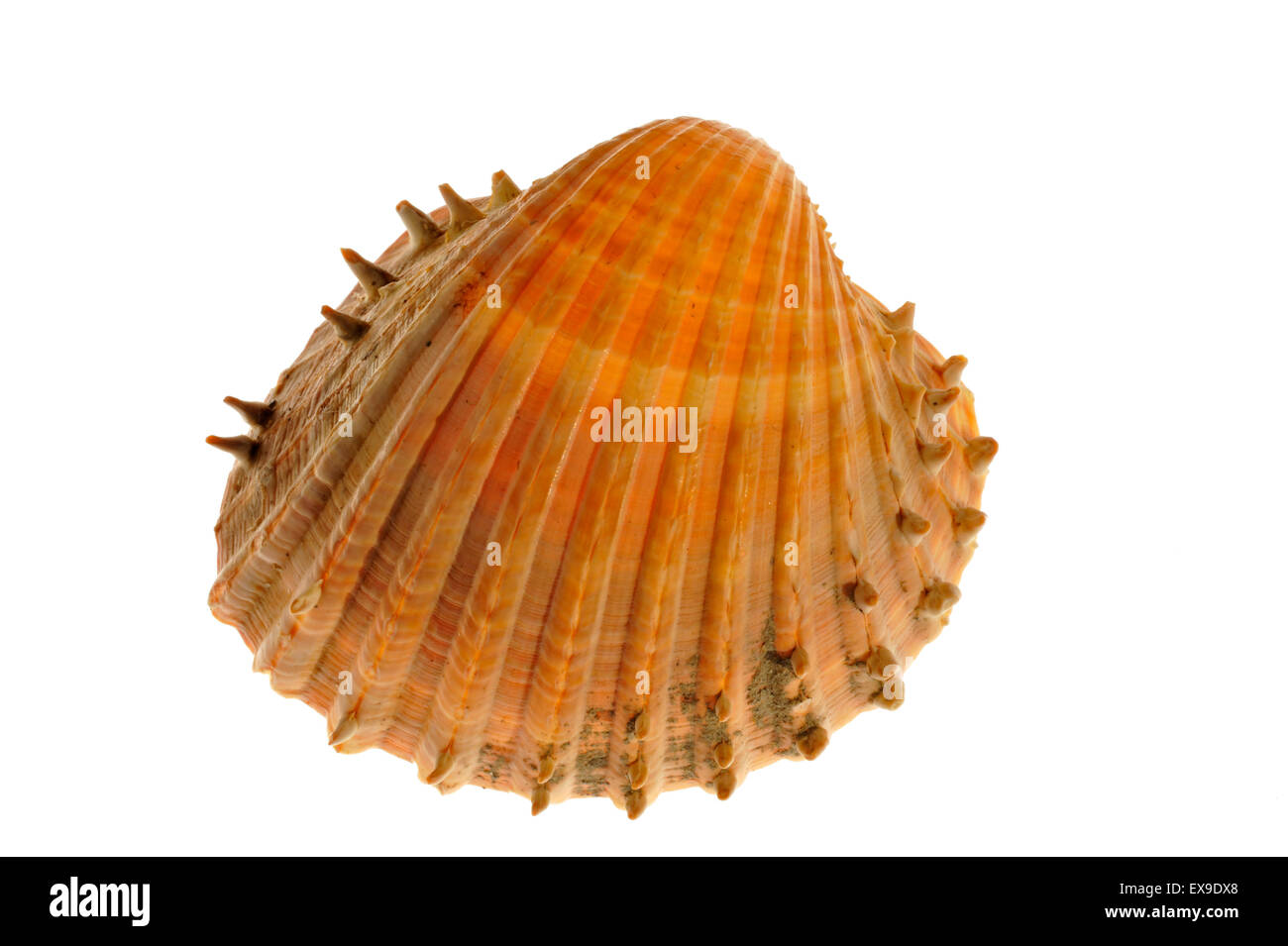 Prickly cockle (Acanthocardia echinata) shell on white background Stock ...