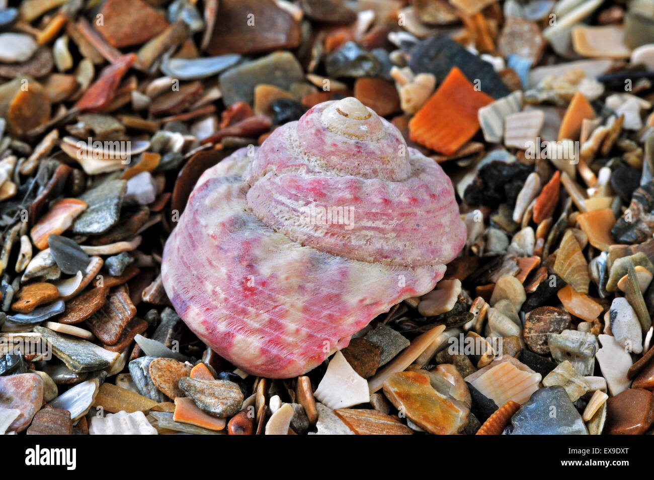 Turban shells hi-res stock photography and images - Alamy