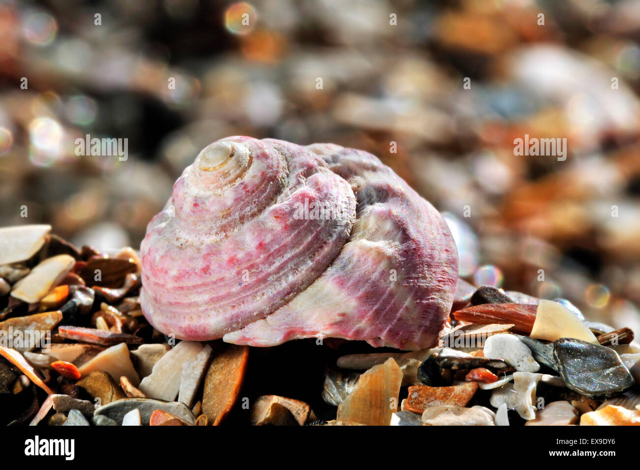 Turban shells hi-res stock photography and images - Alamy