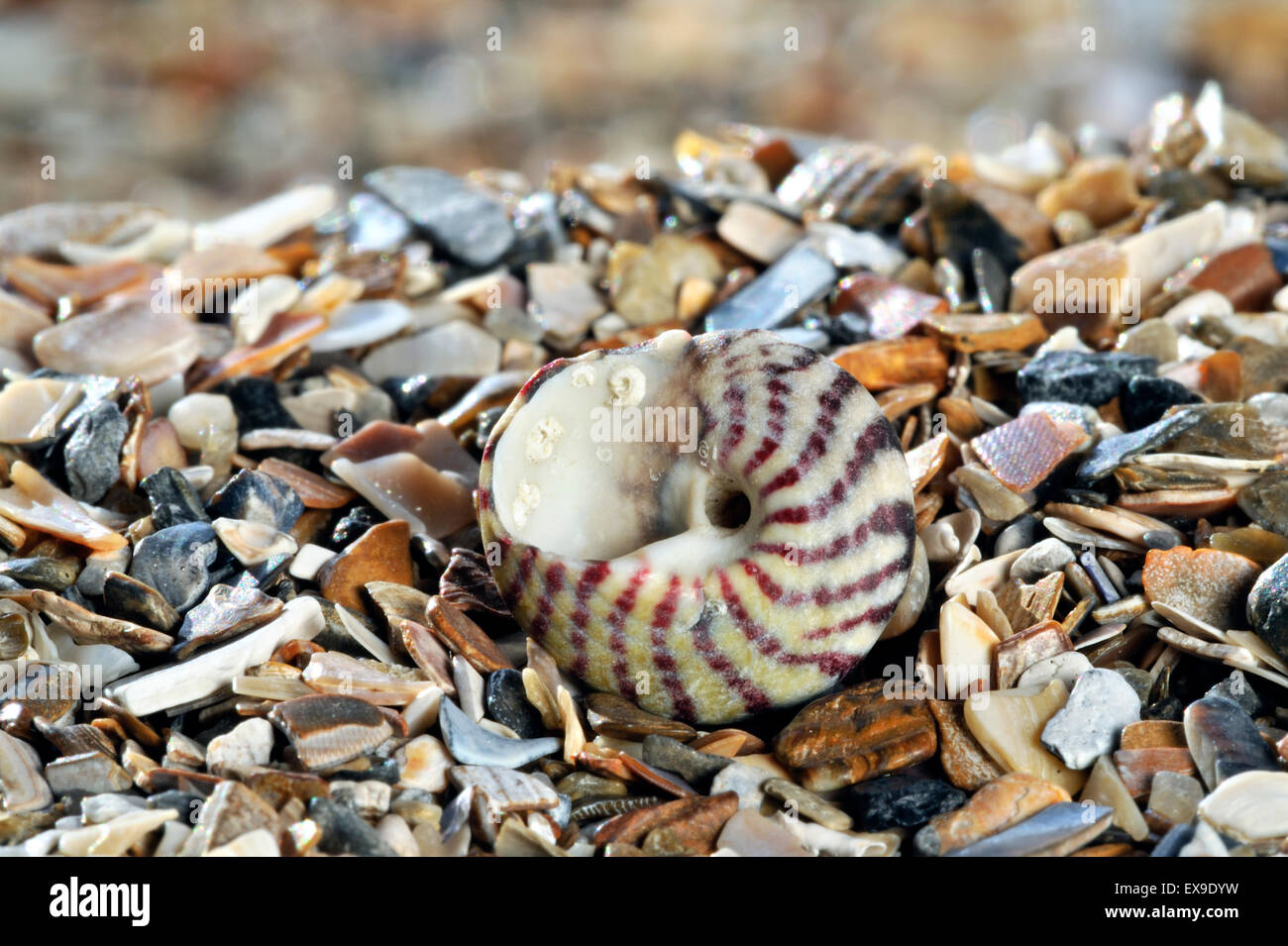 Flat top shell gibbula umbilicalis hi-res stock photography and images ...
