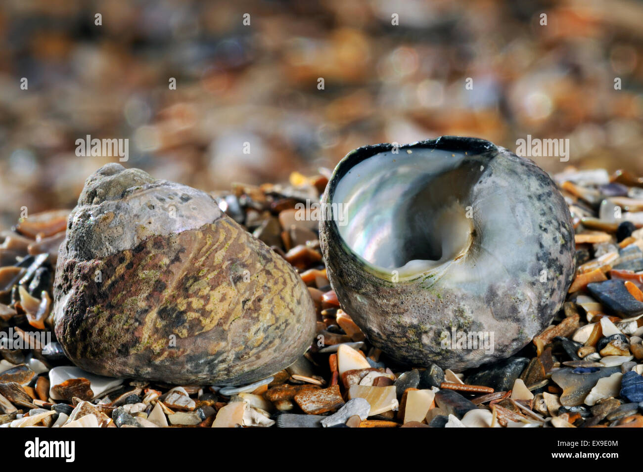 Pennant's top shell (Gibbula pennanti) sea snails on beach Stock Photo ...
