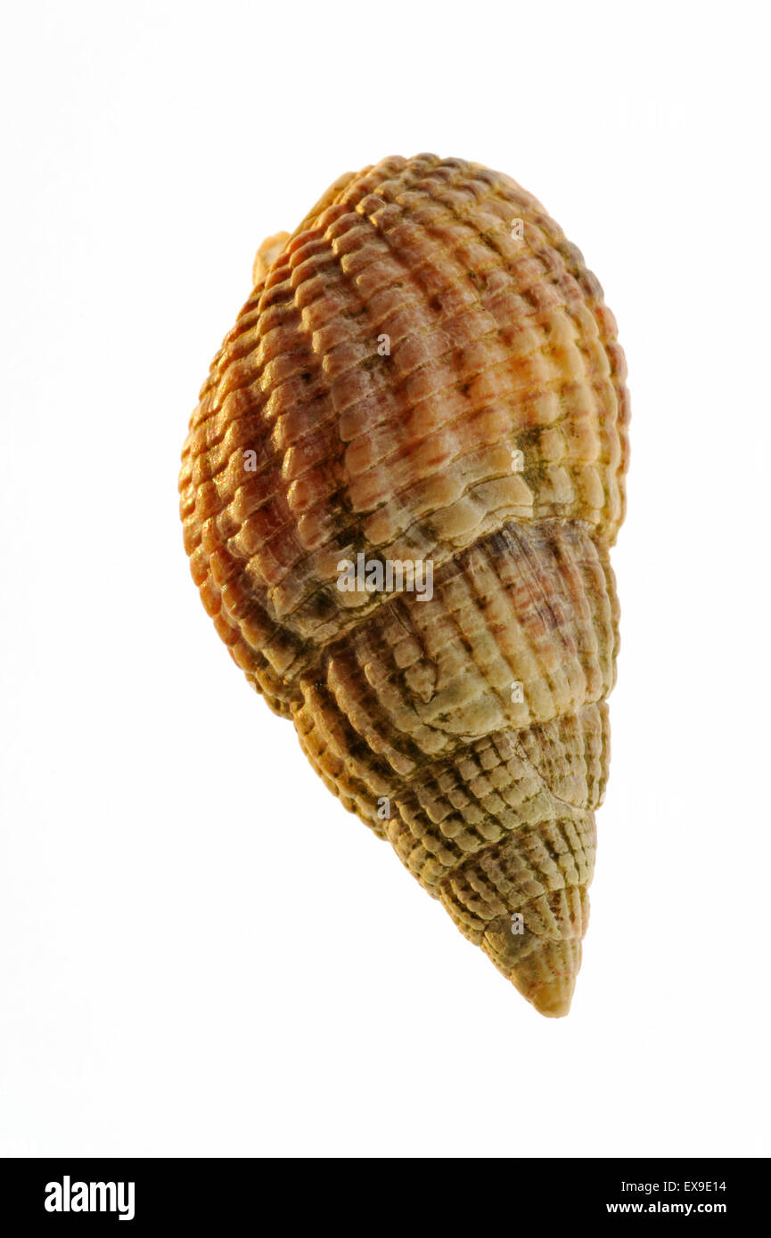 Nassarius shell hi-res stock photography and images - Alamy