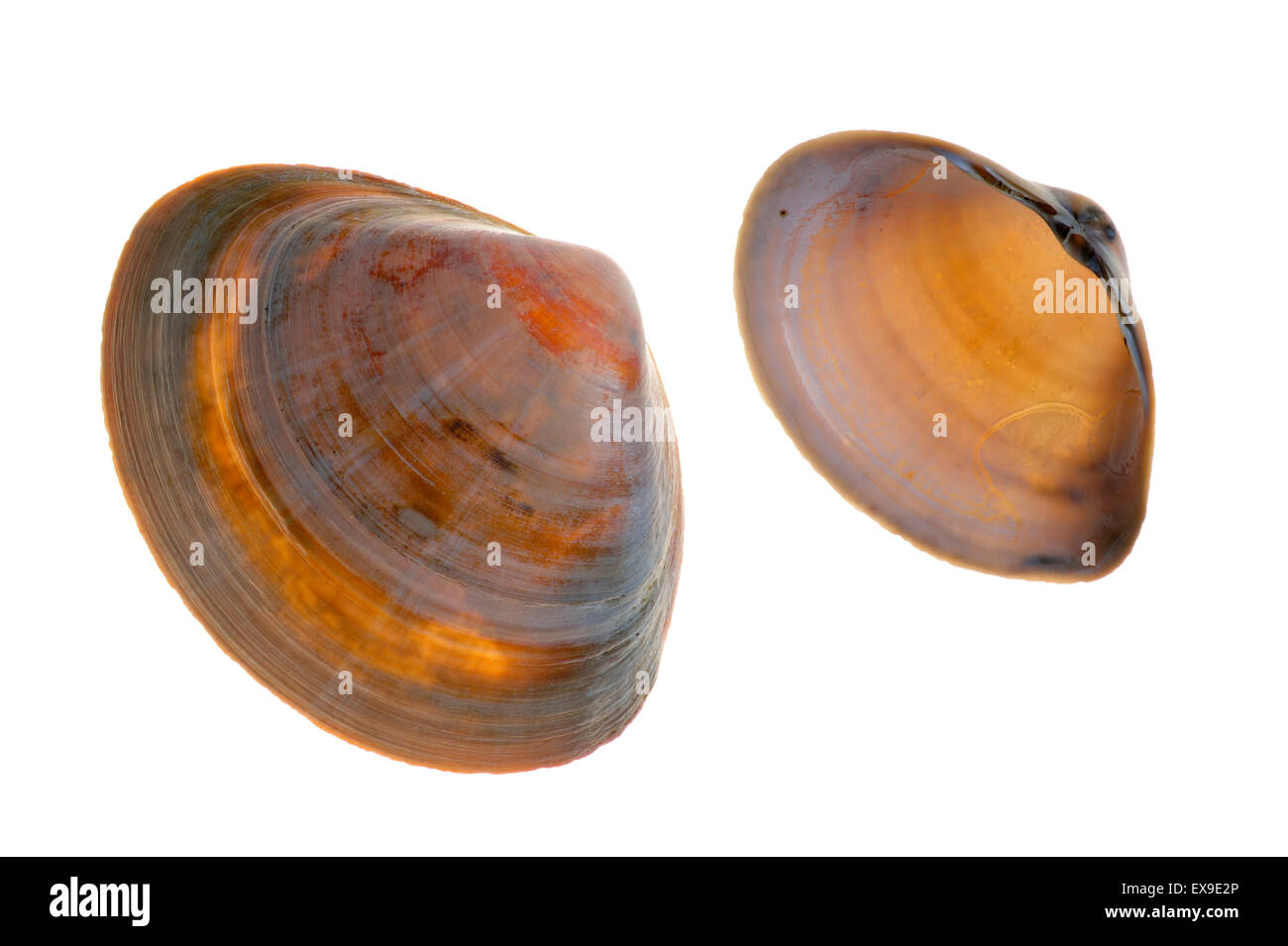 Rayed trough shells (Mactra stultorum cinerea / Mactra corallina ...
