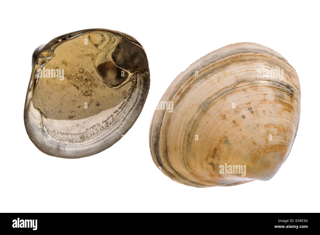 Rayed trough shells (Mactra stultorum cinerea / Mactra corallina ...
