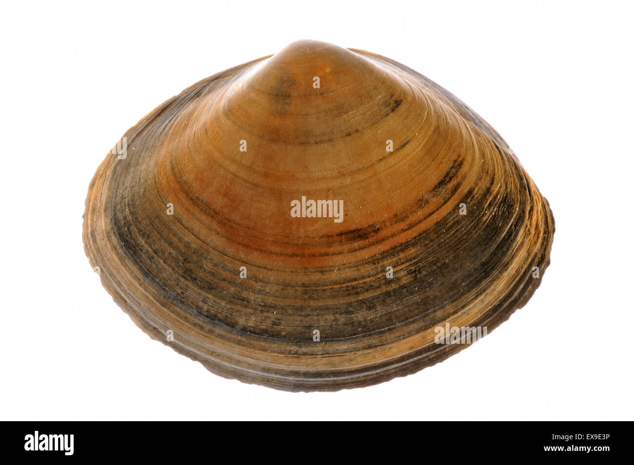 Trough white background hi-res stock photography and images - Alamy