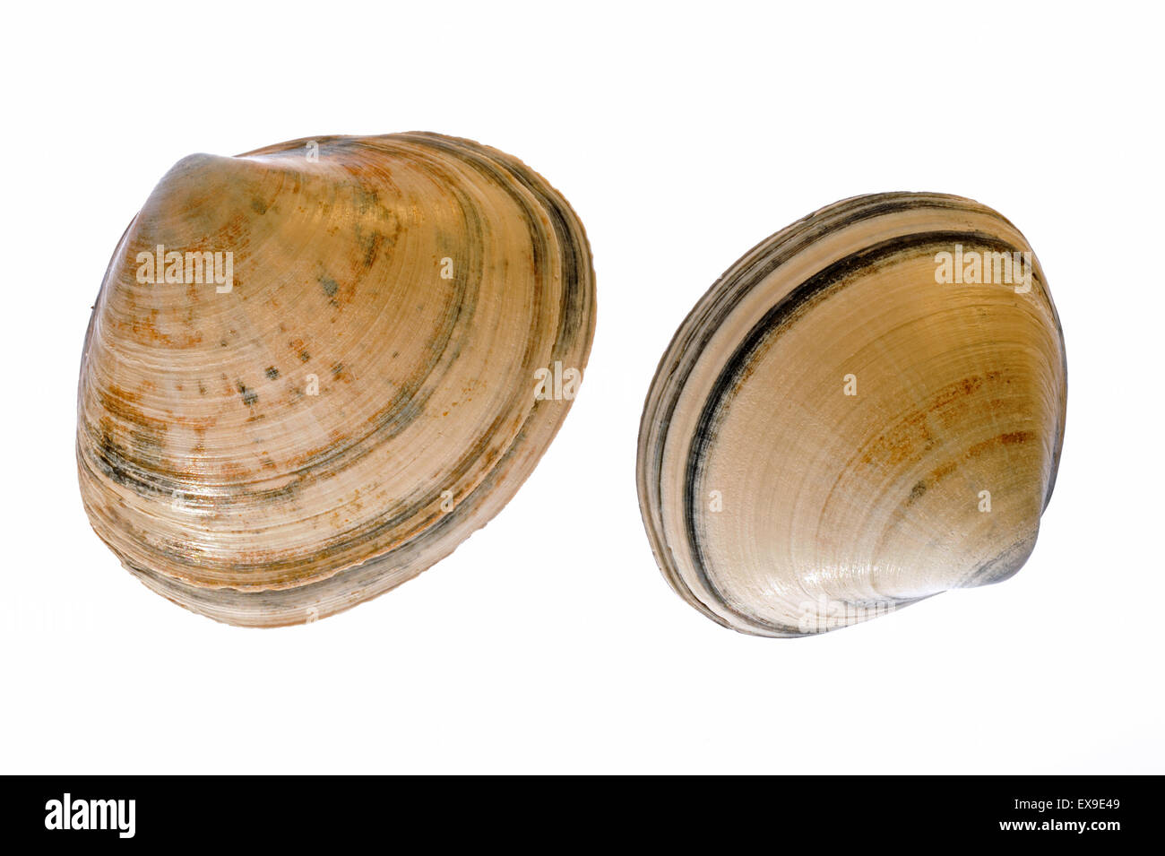 Rayed trough shells (Mactra stultorum cinerea / Mactra corallina ...