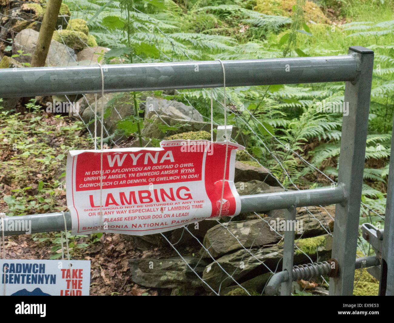 Lambing Wales High Resolution Stock Photography and Images - Alamy