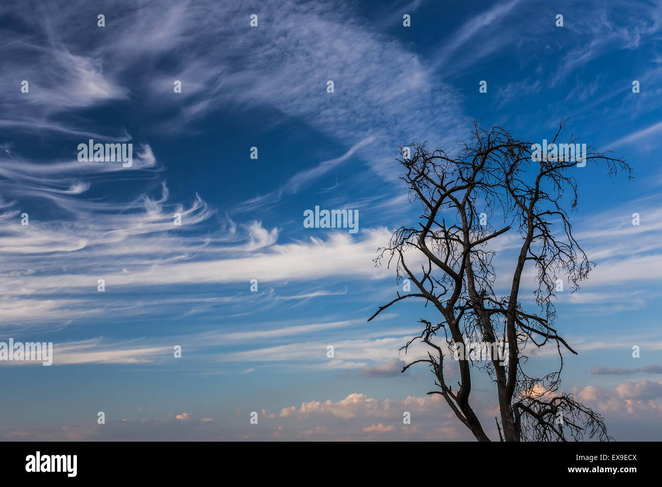 Light clouds and the dead tree Stock Photo - Alamy