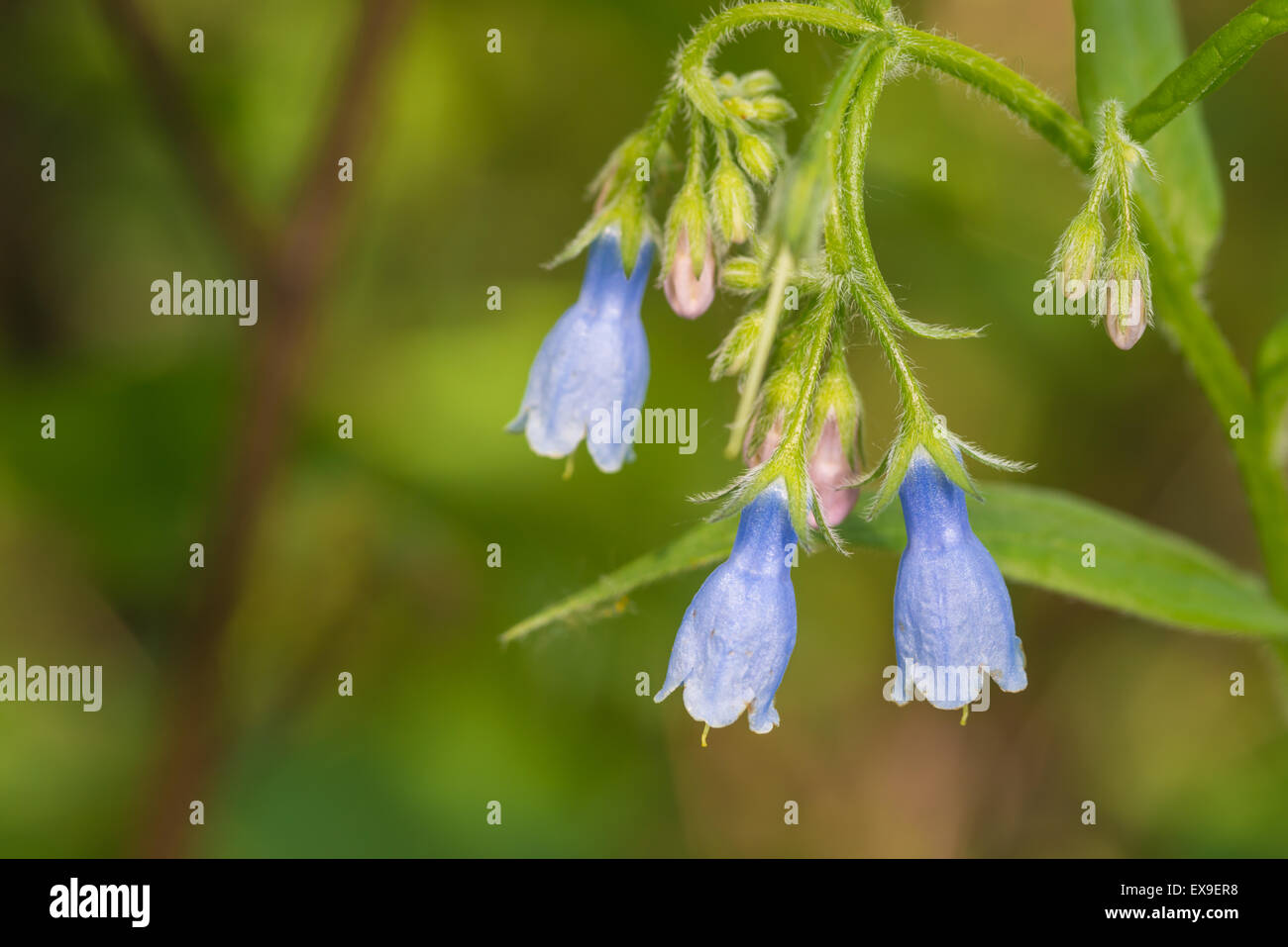 A cluster of tall lungwort flowers, Mertensia paniculata, growing in ...