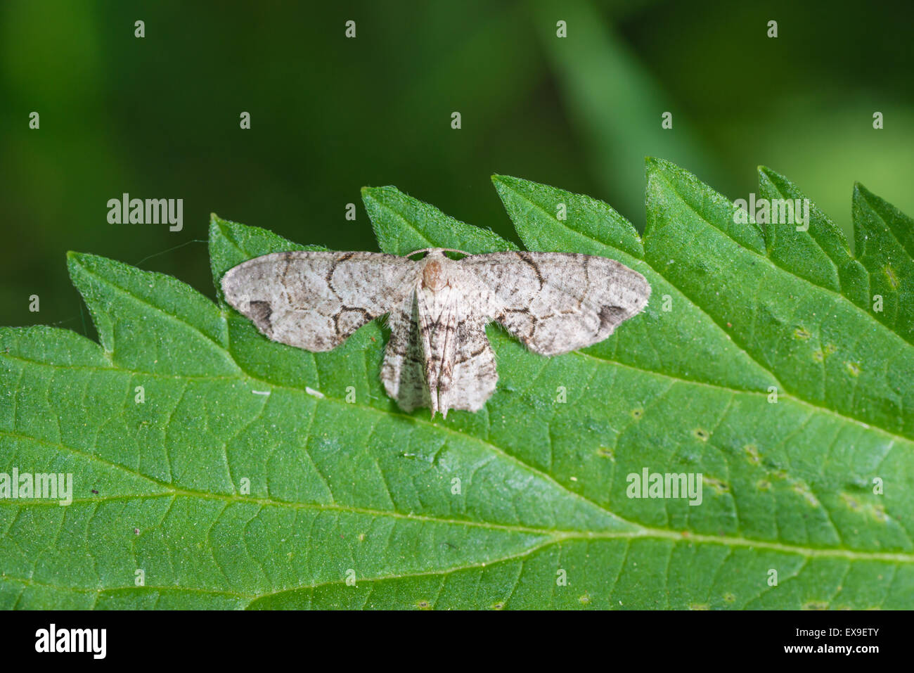 Callizzia amorata hi-res stock photography and images - Alamy