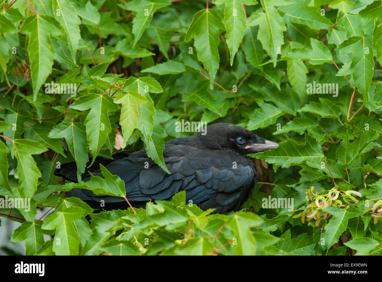A fledgling American crow, Corvus brachyrhynchos, sitting in a backyard ...