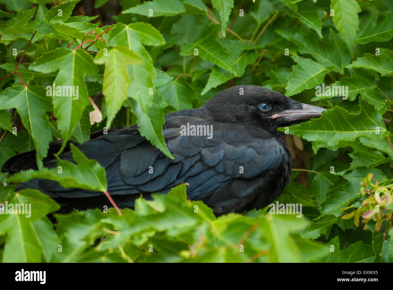 A fledgling American crow, Corvus brachyrhynchos, sitting in a backyard ...