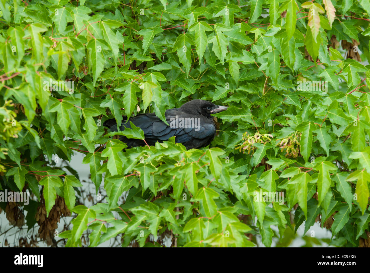 A fledgling American crow, Corvus brachyrhynchos, sitting in a backyard ...