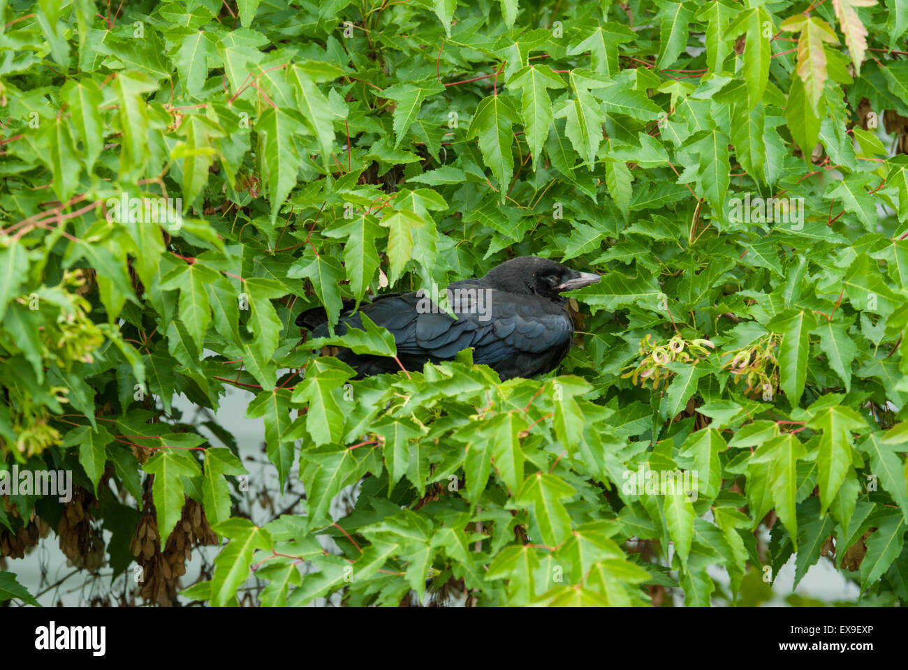 A fledgling American crow, Corvus brachyrhynchos, sitting in a backyard ...