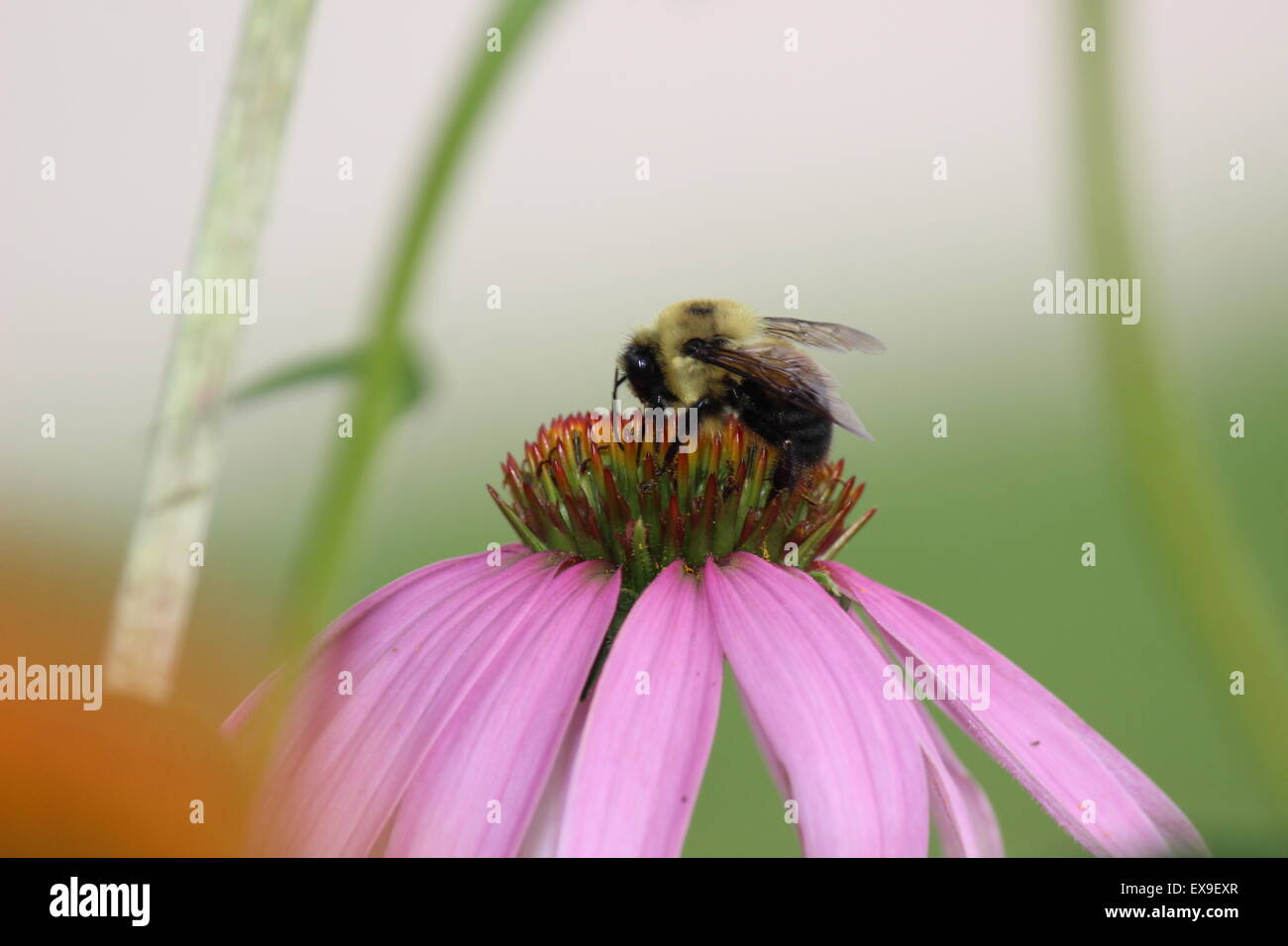 Bumble Bee gathering pollen Stock Photo - Alamy