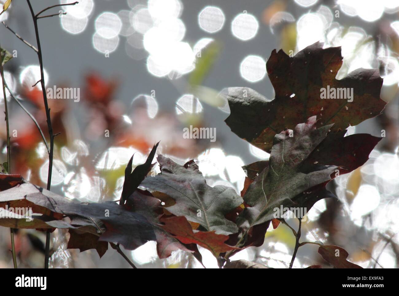 Fall leaves dancing in the light Stock Photo - Alamy