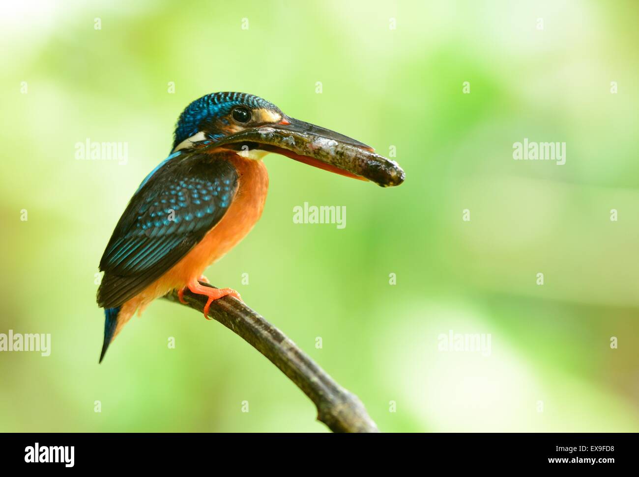 beautiful female blue-eared kingfisher (Alcedo meninting) sitting on ...