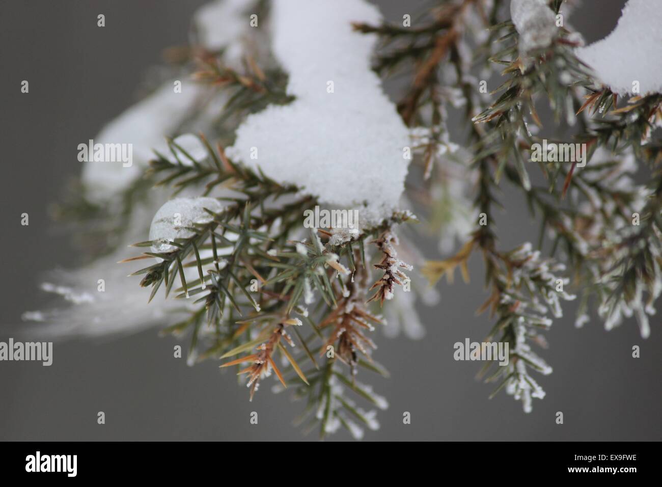 Snow on pine needles hi-res stock photography and images - Alamy
