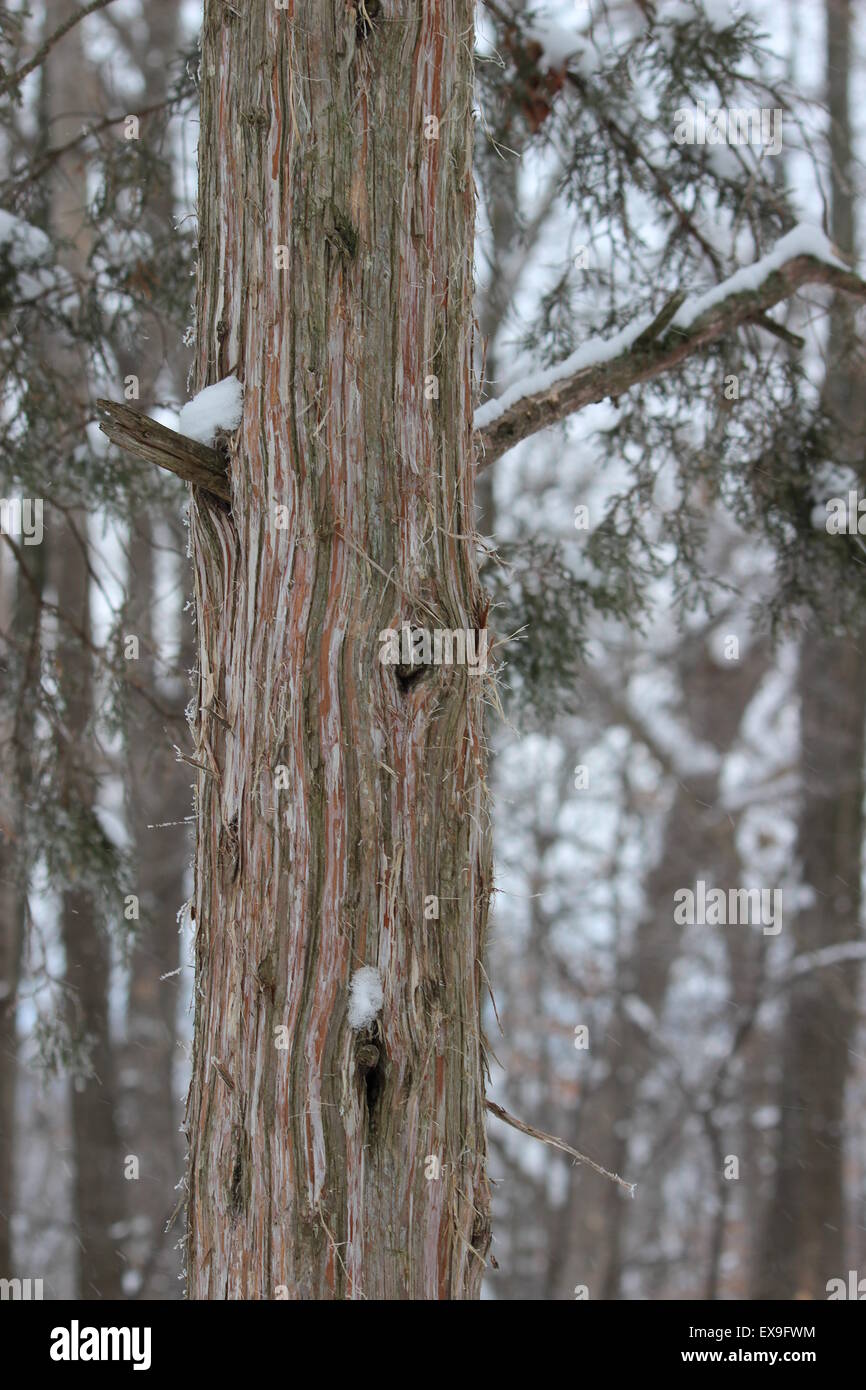 Beautiful tree with wonderfully textured bark Stock Photo - Alamy