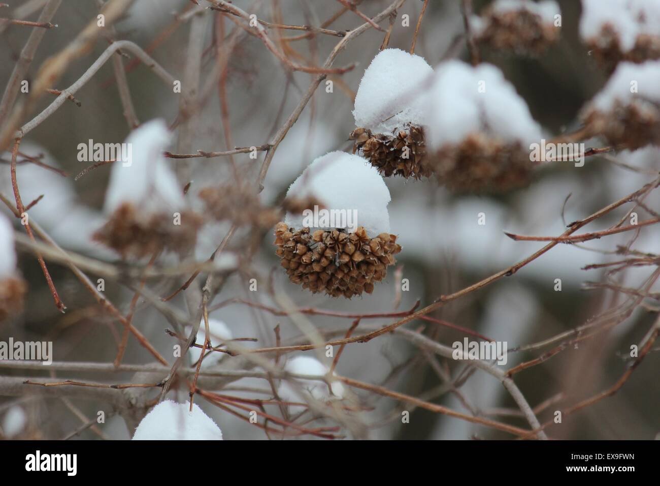 Snow on plants hi-res stock photography and images - Alamy