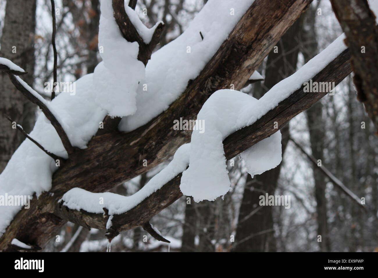 Gravity tree hi-res stock photography and images - Alamy
