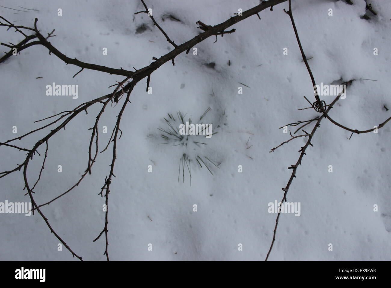 Pine needles snow hi-res stock photography and images - Alamy