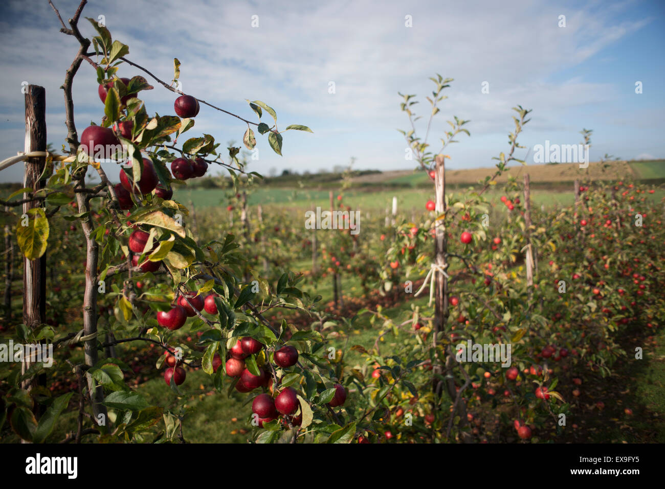 Surplus production hi-res stock photography and images - Alamy