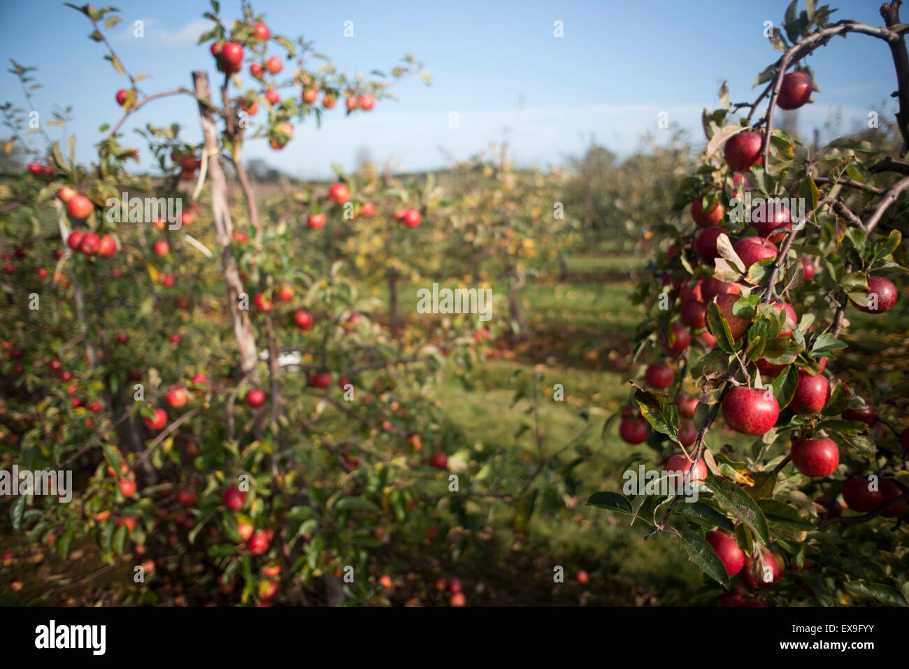 Some apple trees in an orchard on a farm in Kent, England, with ...