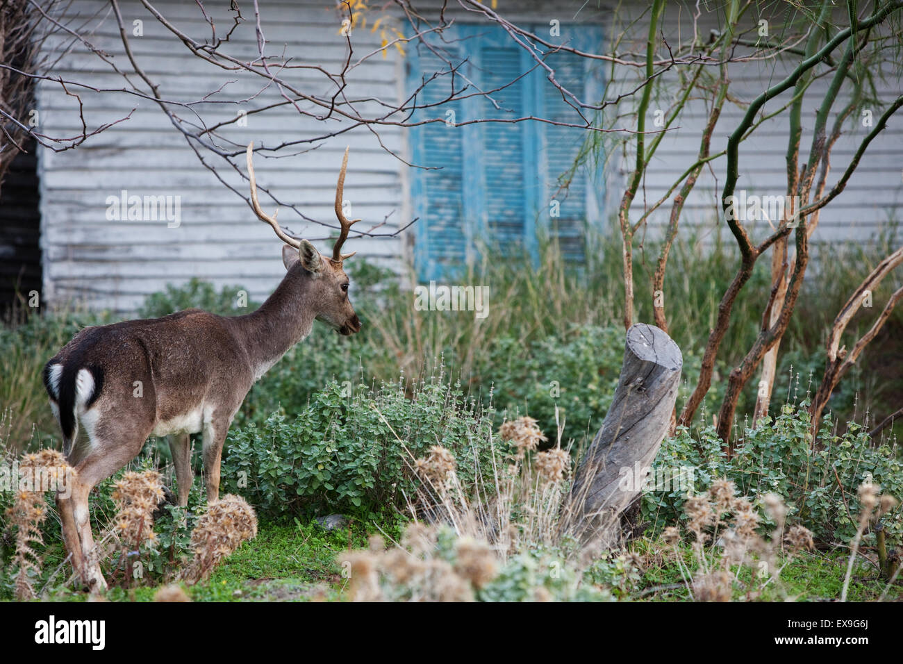 Menil fallow deer hi-res stock photography and images - Alamy