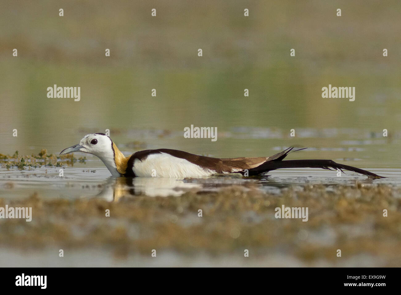 Jacana bird india hi-res stock photography and images - Alamy