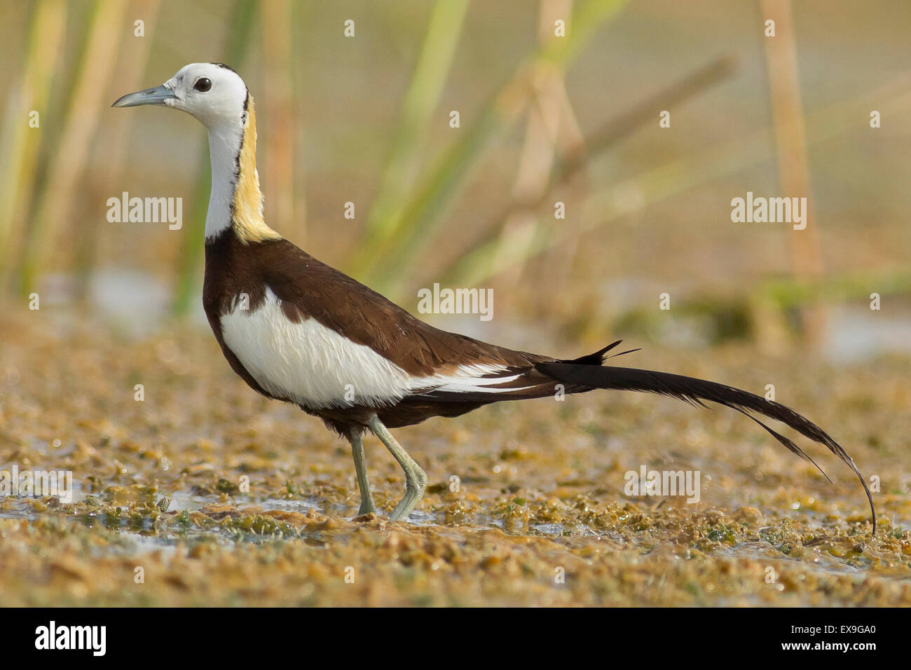 Jacana bird india hi-res stock photography and images - Alamy