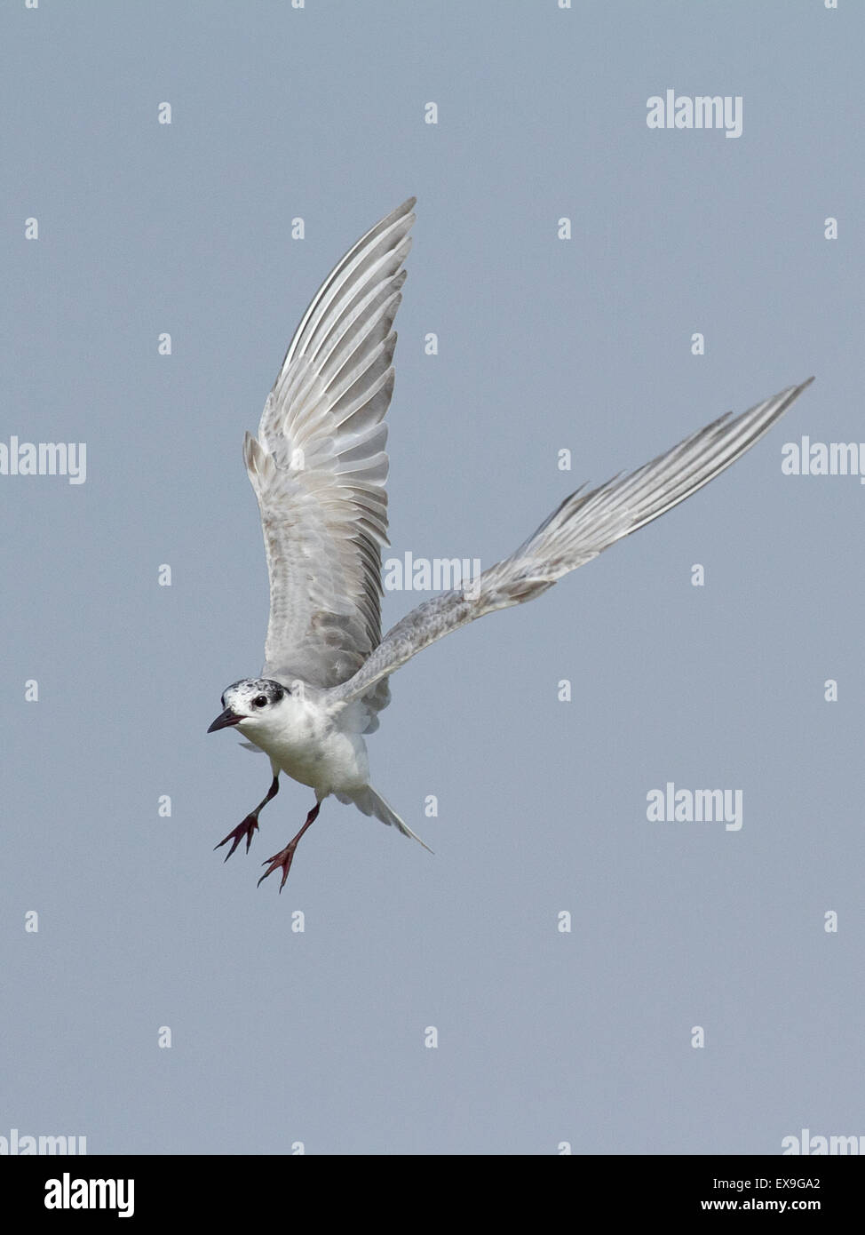 Common tern inland hi-res stock photography and images - Alamy