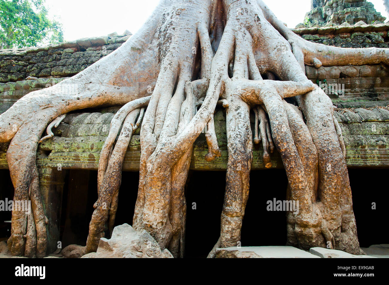 Overgrowth Stock Photos & Overgrowth Stock Images - Alamy