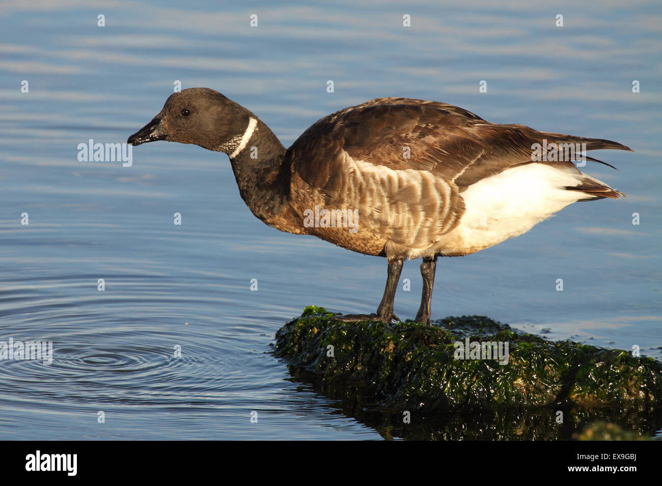 A Brant leaning over the ocean after taking a drink Stock Photo - Alamy