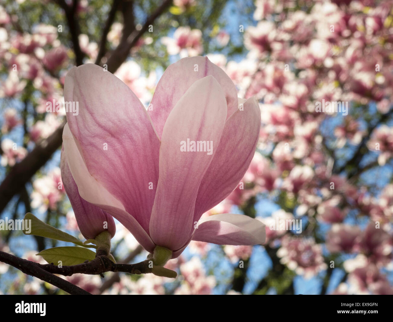 Springtime Trees with Blossoms in Central Park, NYC Stock Photo - Alamy