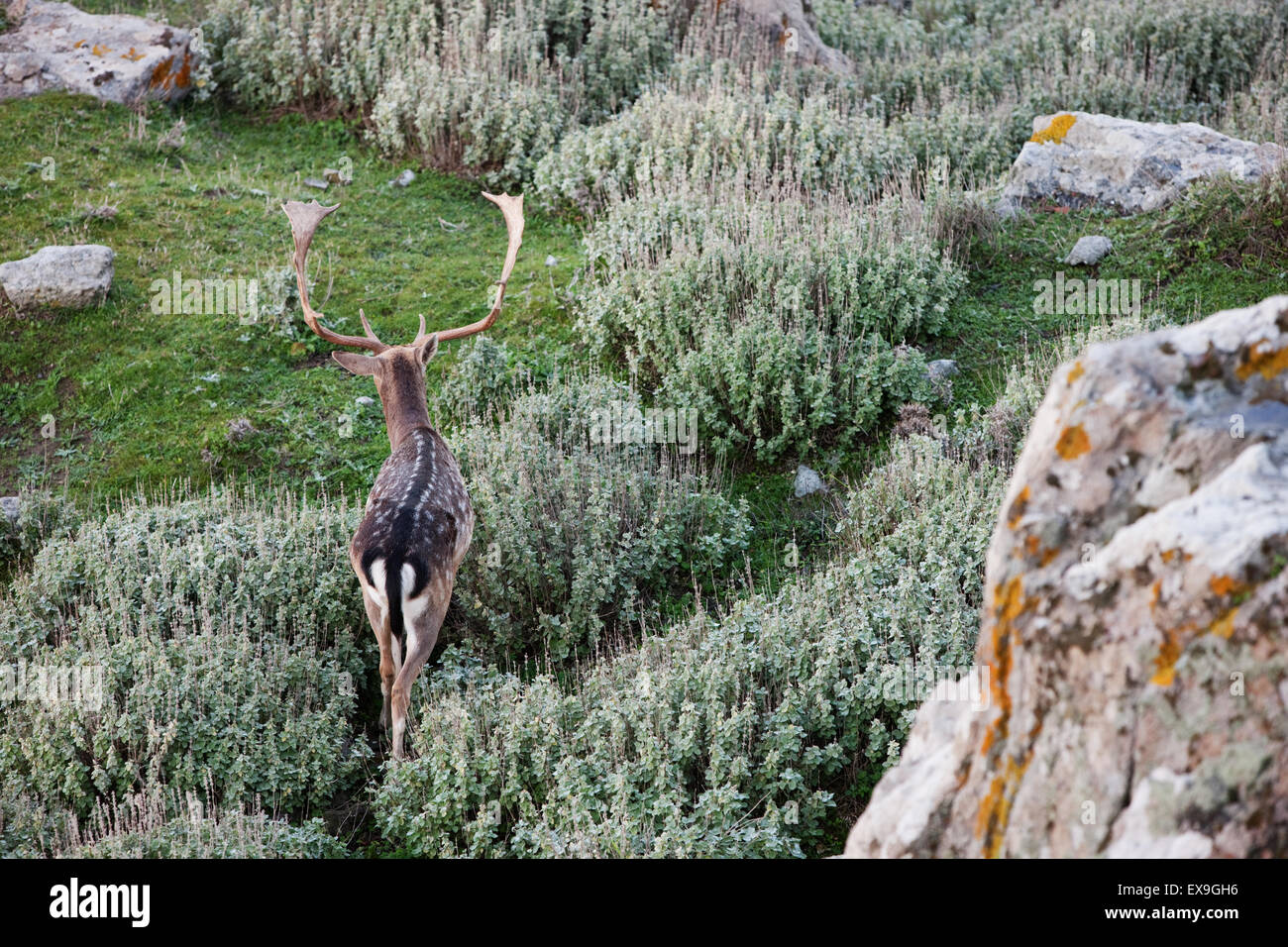 Stag fallow deer species Dama Dama, skin mottles and antlers details ...
